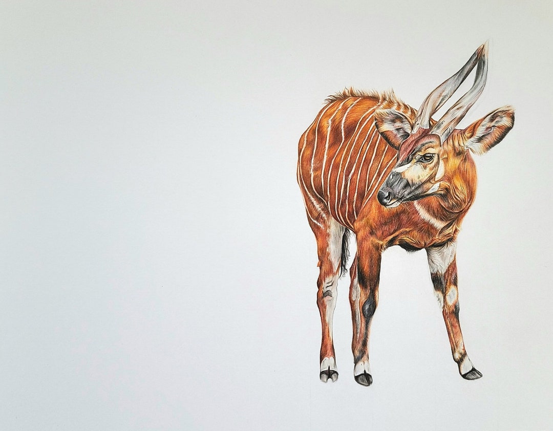 Mr Handsome-original Colored Pencil Drawing of a Bongo - Etsy