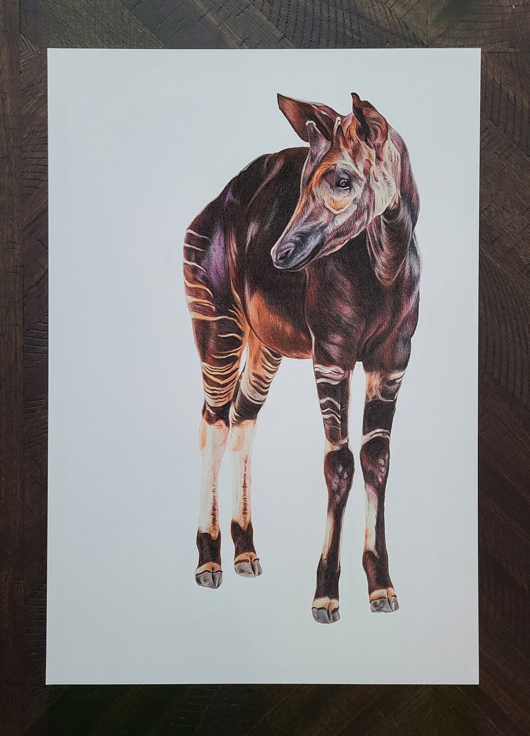 Limited Edition Okapi and Bongo Giclee Prints - Etsy