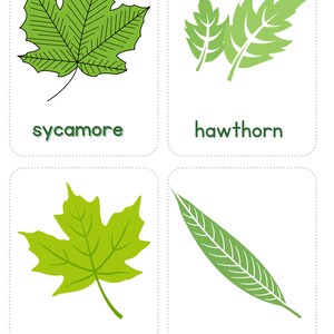 British Leaf Identification Flash Cards - Etsy