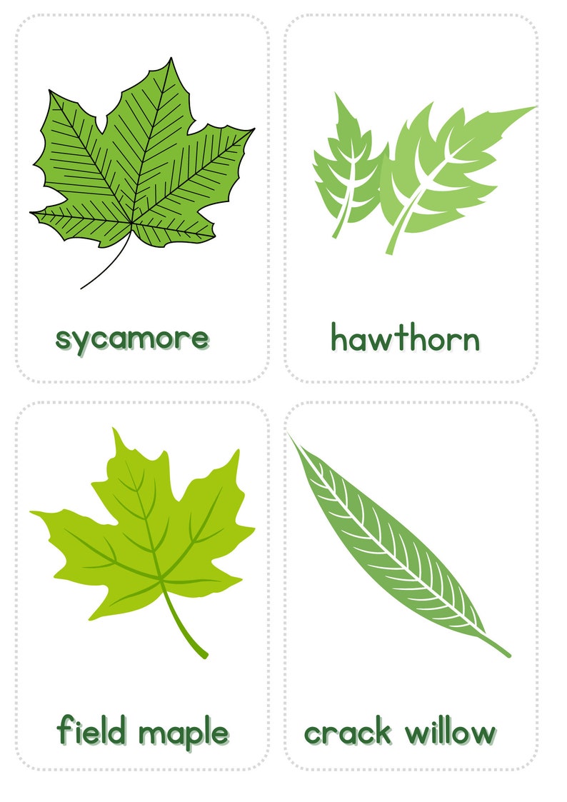 British Leaf Identification Flash Cards - Etsy