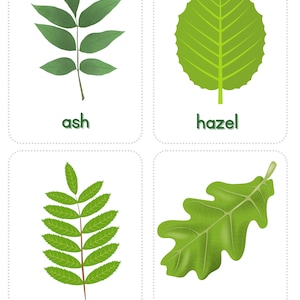 British Leaf Identification Flash Cards - Etsy