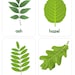 British Leaf Identification Flash Cards - Etsy