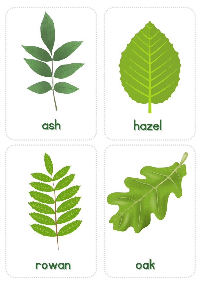 British Leaf Identification Flash Cards - Etsy