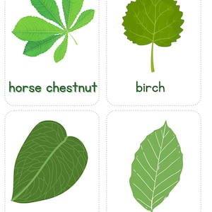 British Leaf Identification Flash Cards - Etsy