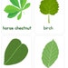 British Leaf Identification Flash Cards - Etsy