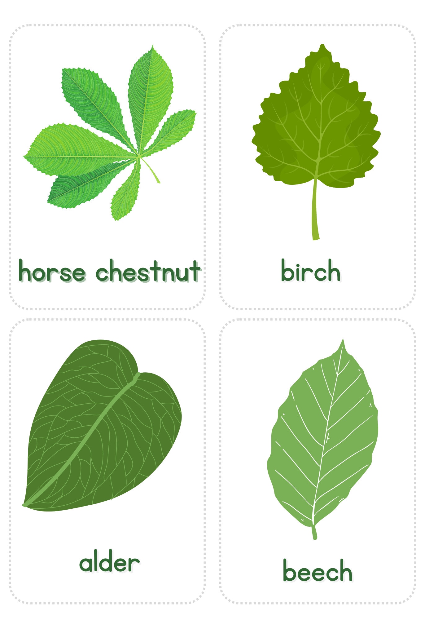 British Leaf Identification Flash Cards - Etsy