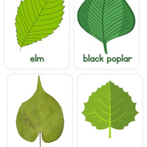 British Leaf Identification Flash Cards - Etsy