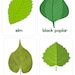 British Leaf Identification Flash Cards - Etsy