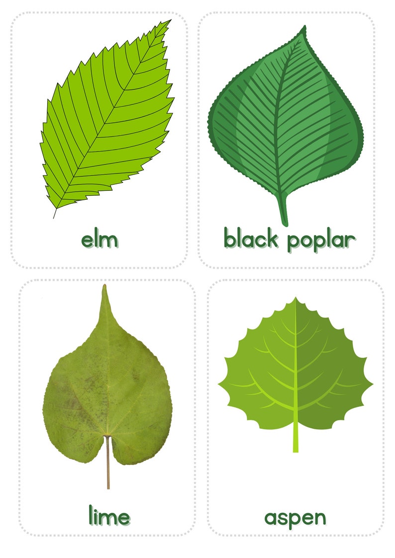 British Leaf Identification Flash Cards - Etsy