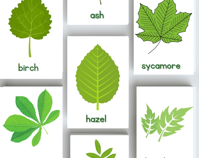 British Leaf Identification Flash Cards - Etsy