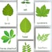 British Leaf Identification Flash Cards - Etsy