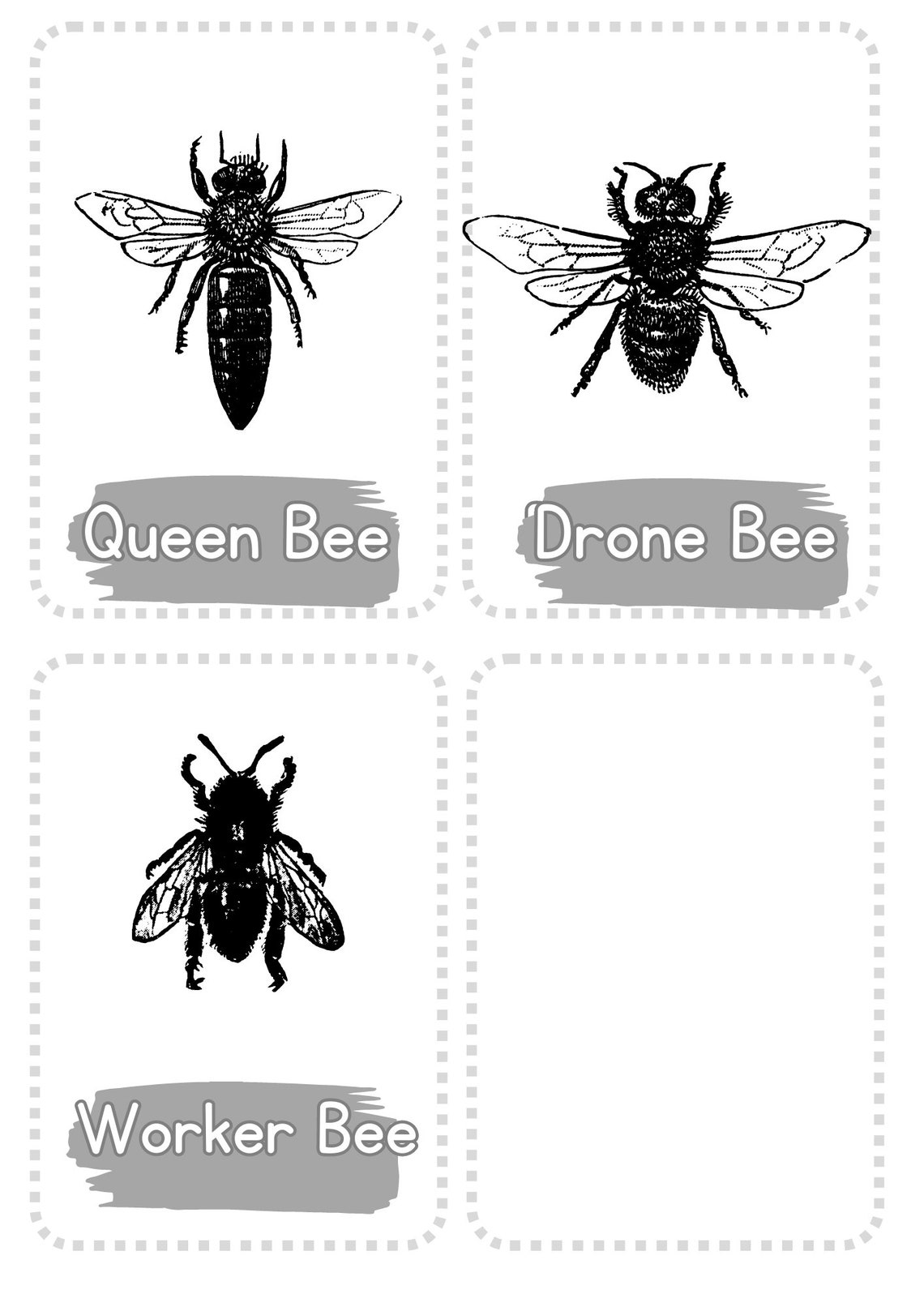 Bee Flashcards - Etsy