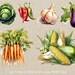36 Vegetables PNG Clipart Transparent Background Instant Download ...