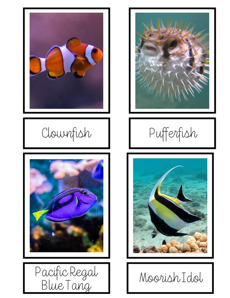 Montessori 3 Part Cards Coral Reefs - Etsy