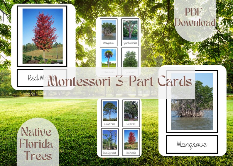 Montessori 3 Part Cards Native Florida Trees - Etsy