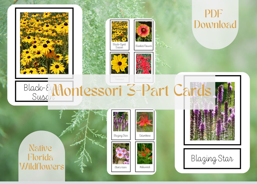 Montessori 3 Part Cards Native Florida Wildflowers - Etsy
