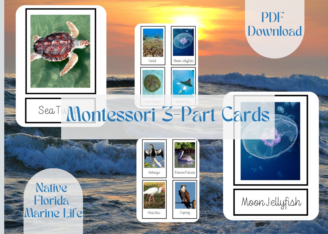 Montessori 3 Part Cards Native Florida Marine Life - Etsy