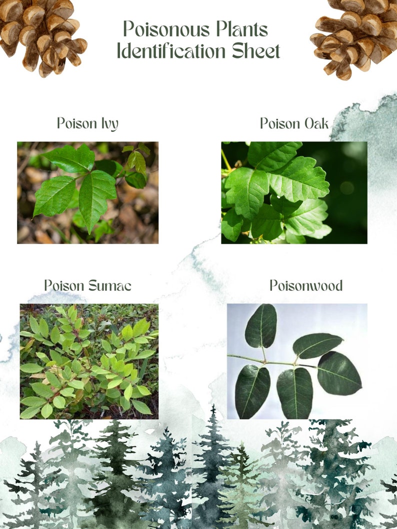 Poisonous Plants Identification Guide for Little Explorers! - Etsy