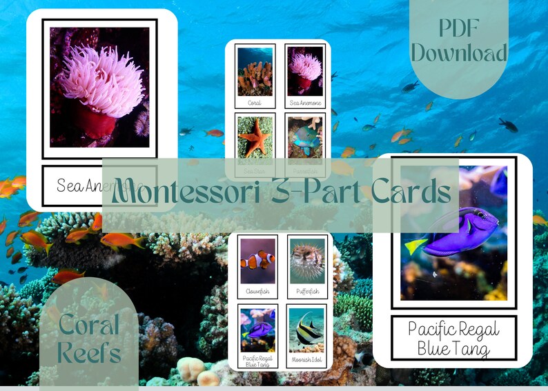 Montessori 3 Part Cards Coral Reefs - Etsy