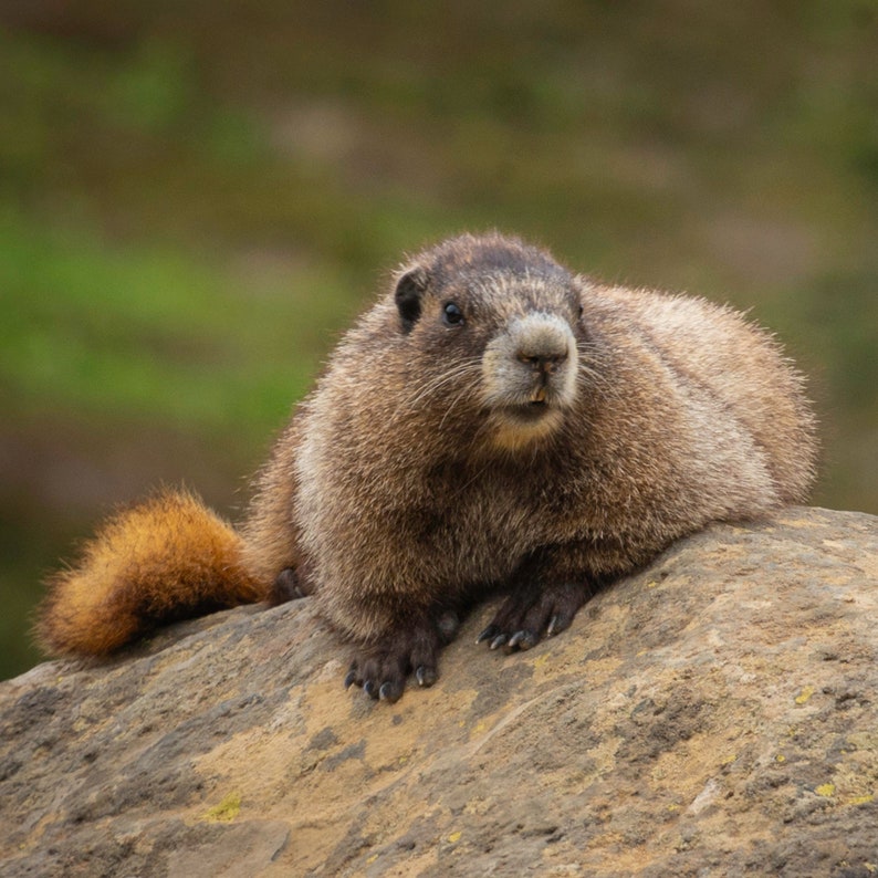 Marmot, Mt. Rainier National Park, the Other Washington - Etsy