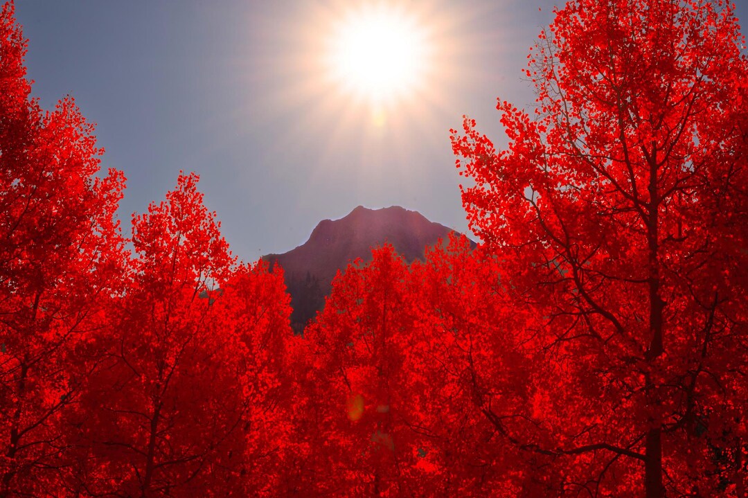 Red Aspen Fall Colors Print, Independence Pass, Colorado Nature Wall ...