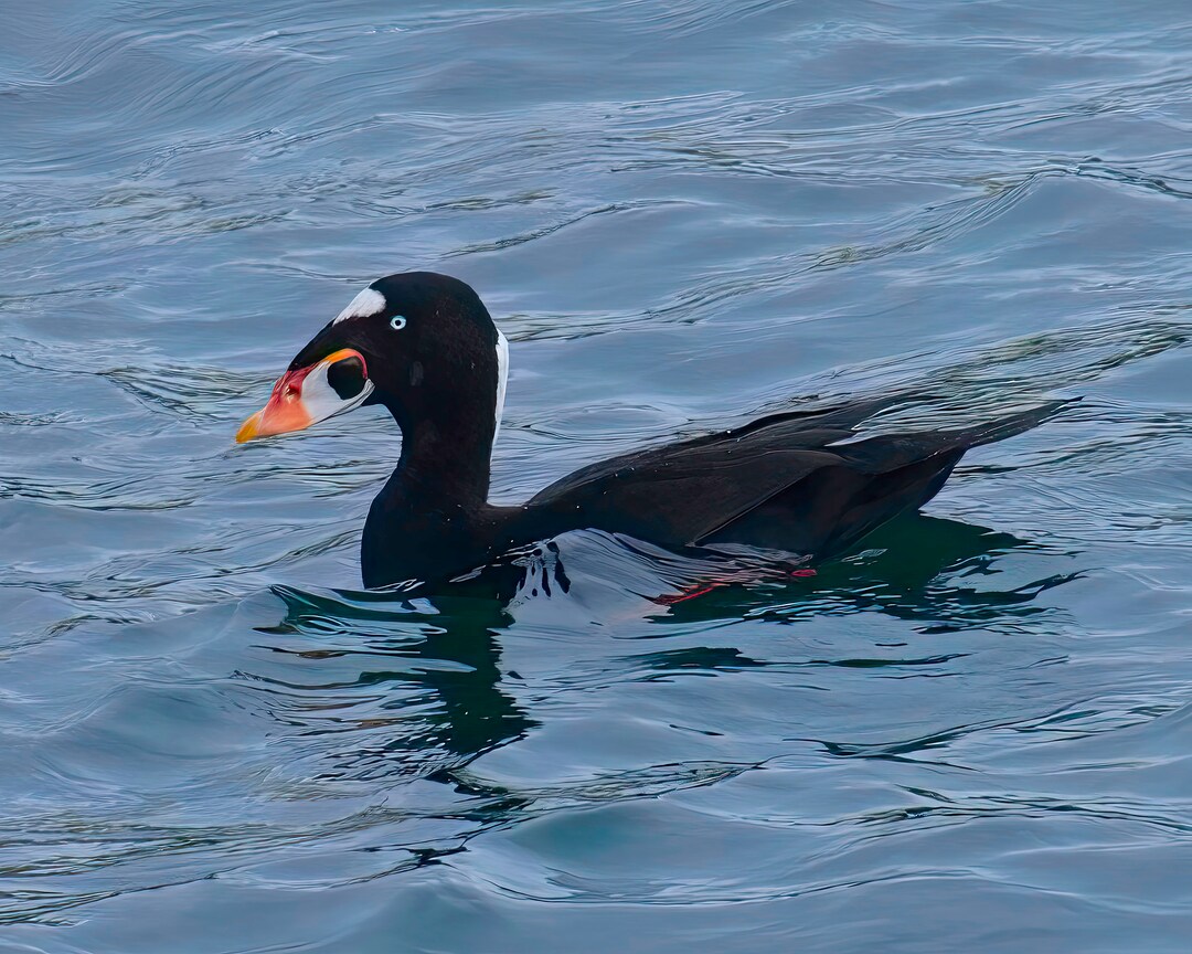 Surf Scoter in Water. - Etsy