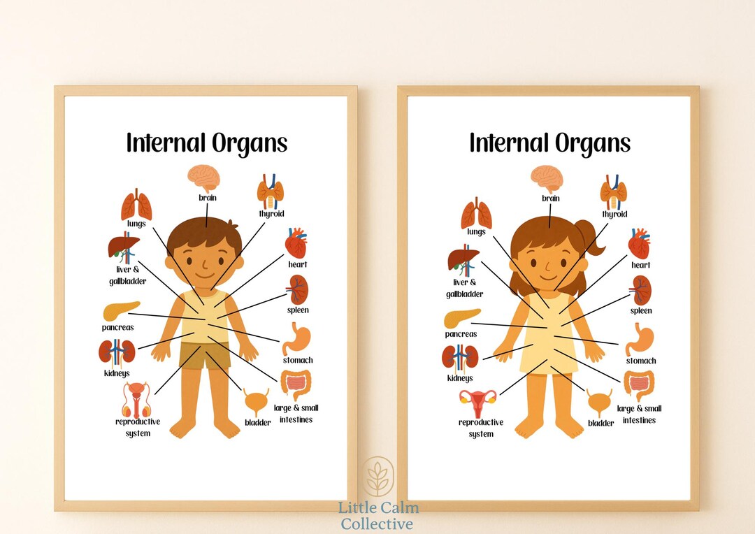 Internal Organs Poster for Kids | Educational Human Body Chart ...