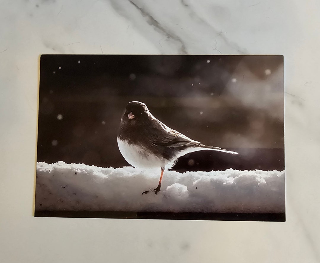 Beautiful Dark Eyed Junco Bird Picture Aluminum Metal Sign - Etsy