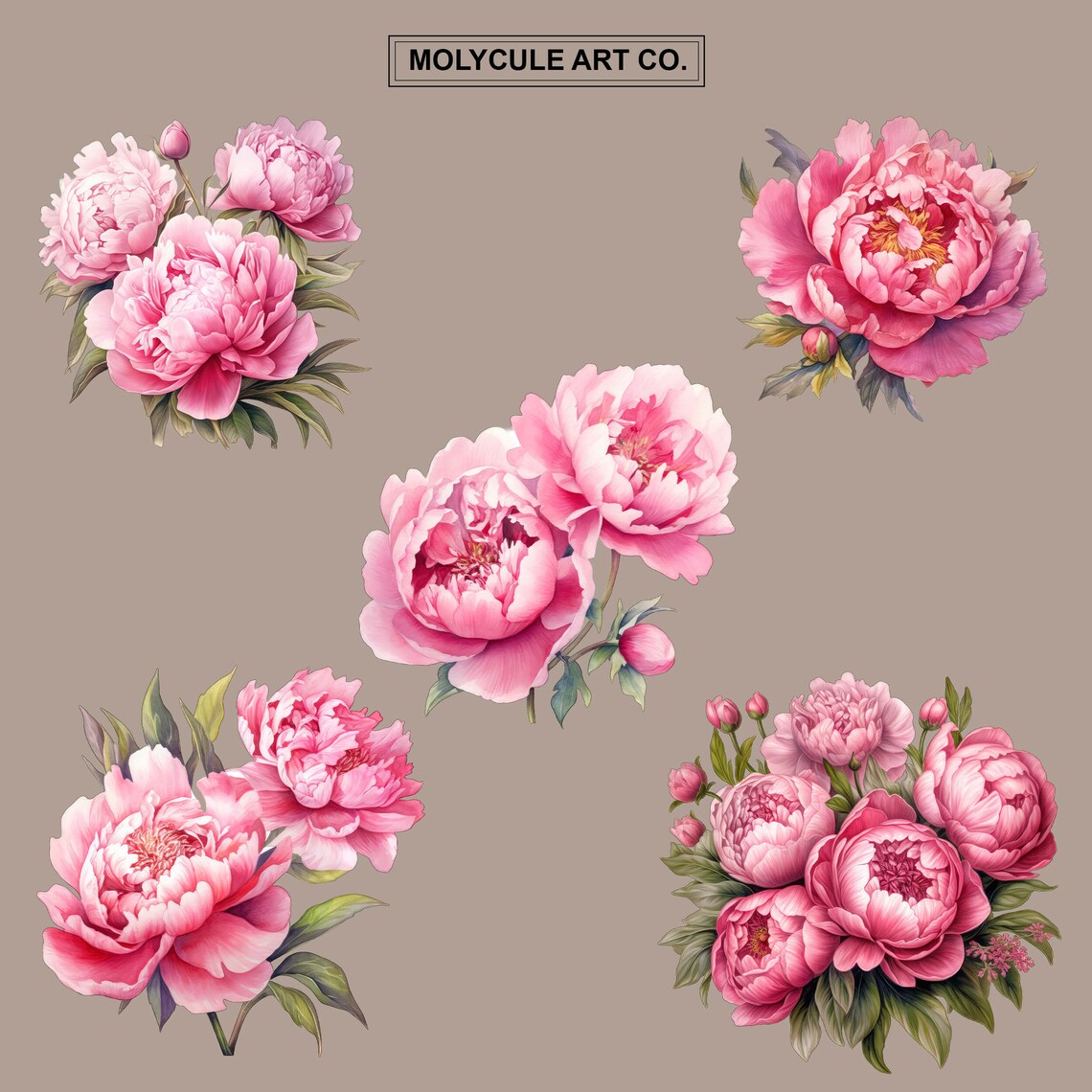 27 Pink Peonies Clipart Pink Flower Clipart Floral PNG - Etsy