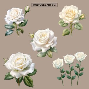 25 White Roses Watercolor Clipart | White Flowers PNG | Bundle Clipart ...