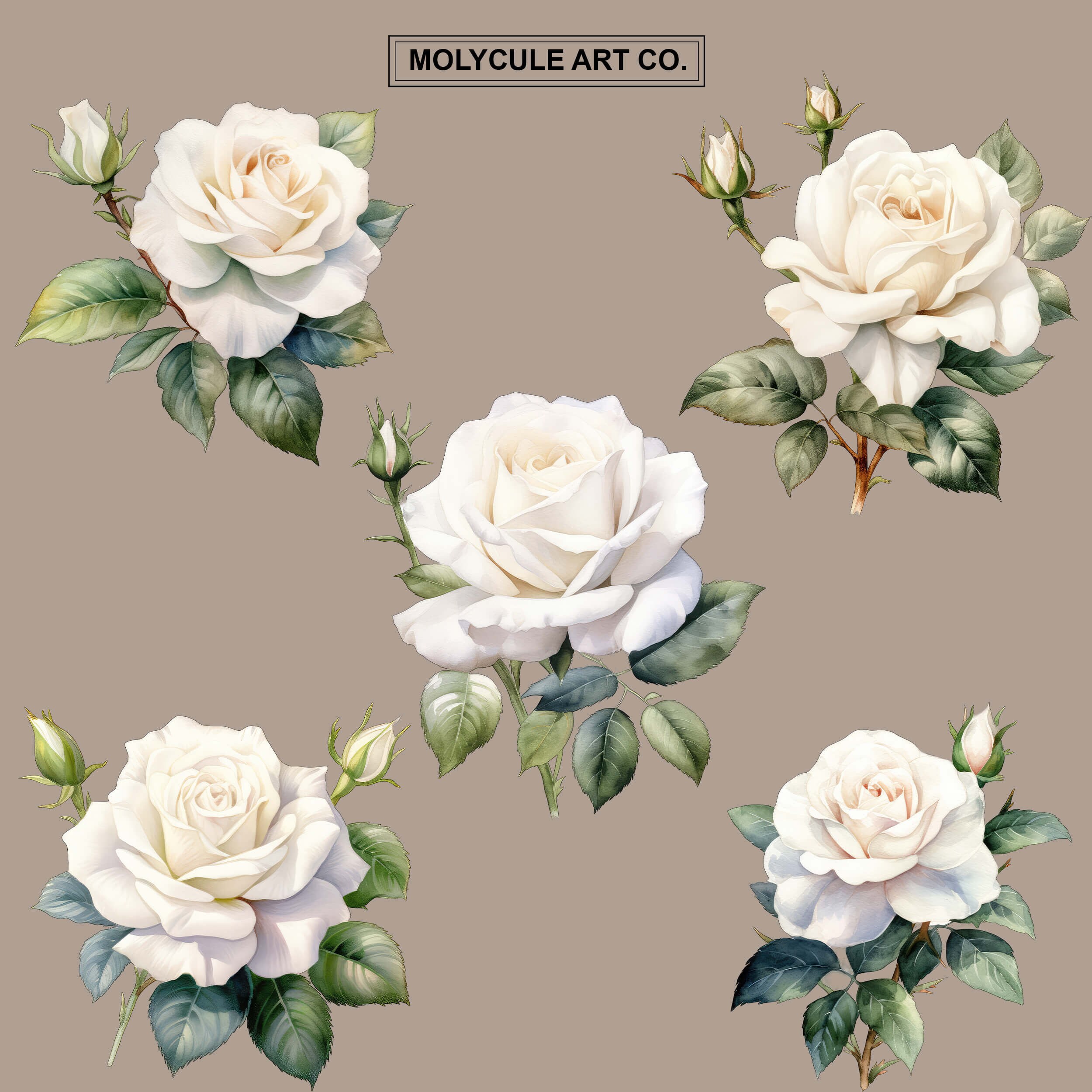 25 White Roses Watercolor Clipart White Flowers PNG Bundle Clipart ...
