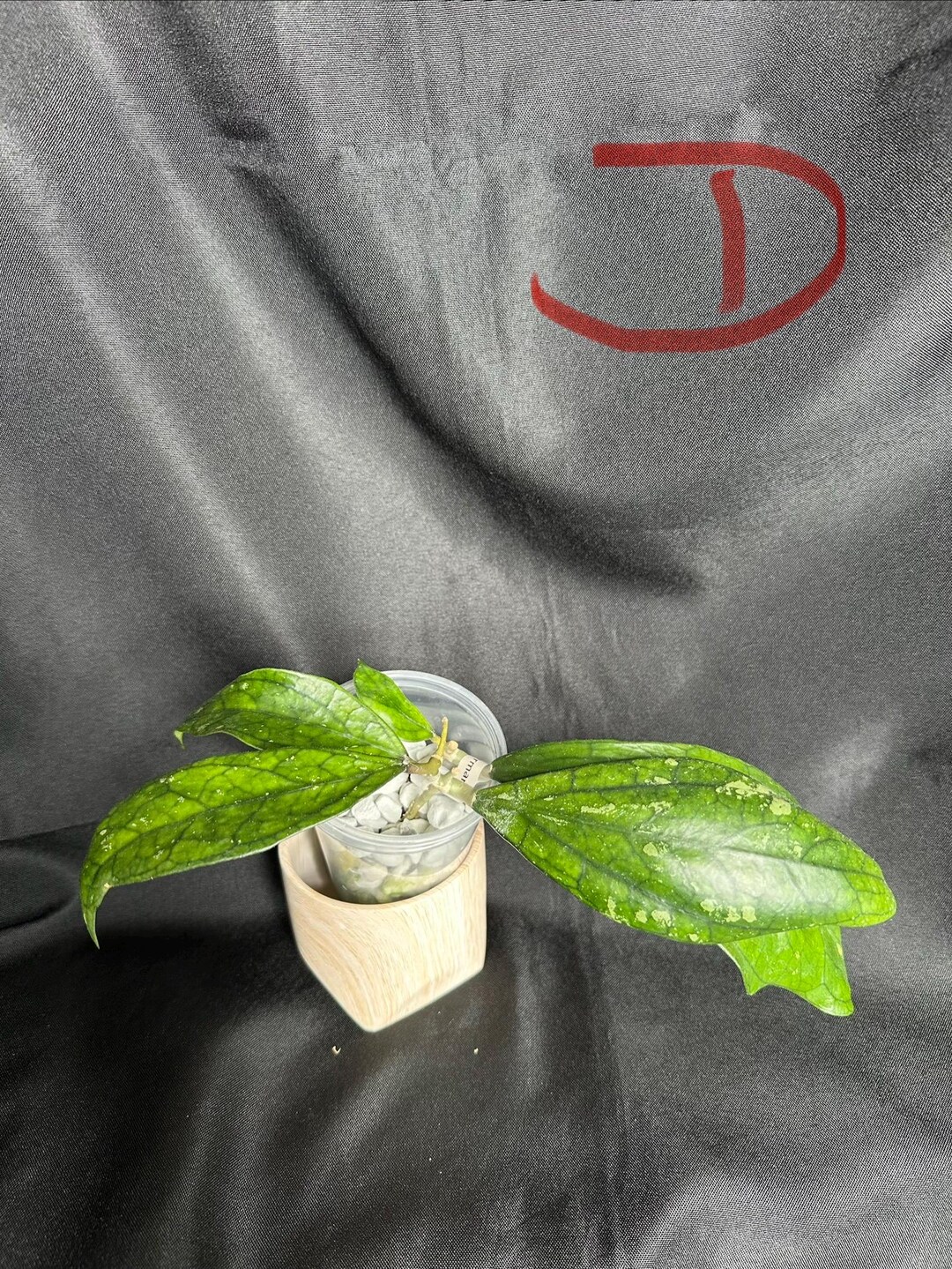 Hoya Germany - Etsy