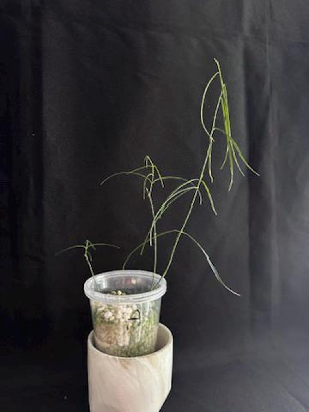 Hoya Stenophylla - Etsy