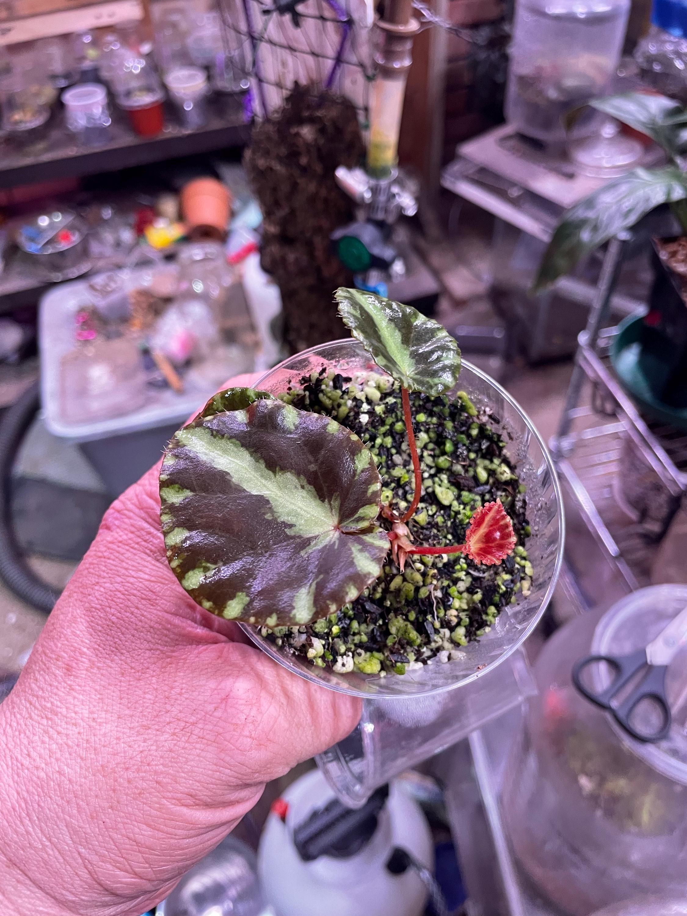 Begonia Cleopatrae Rare Terrarium Begonia - Etsy