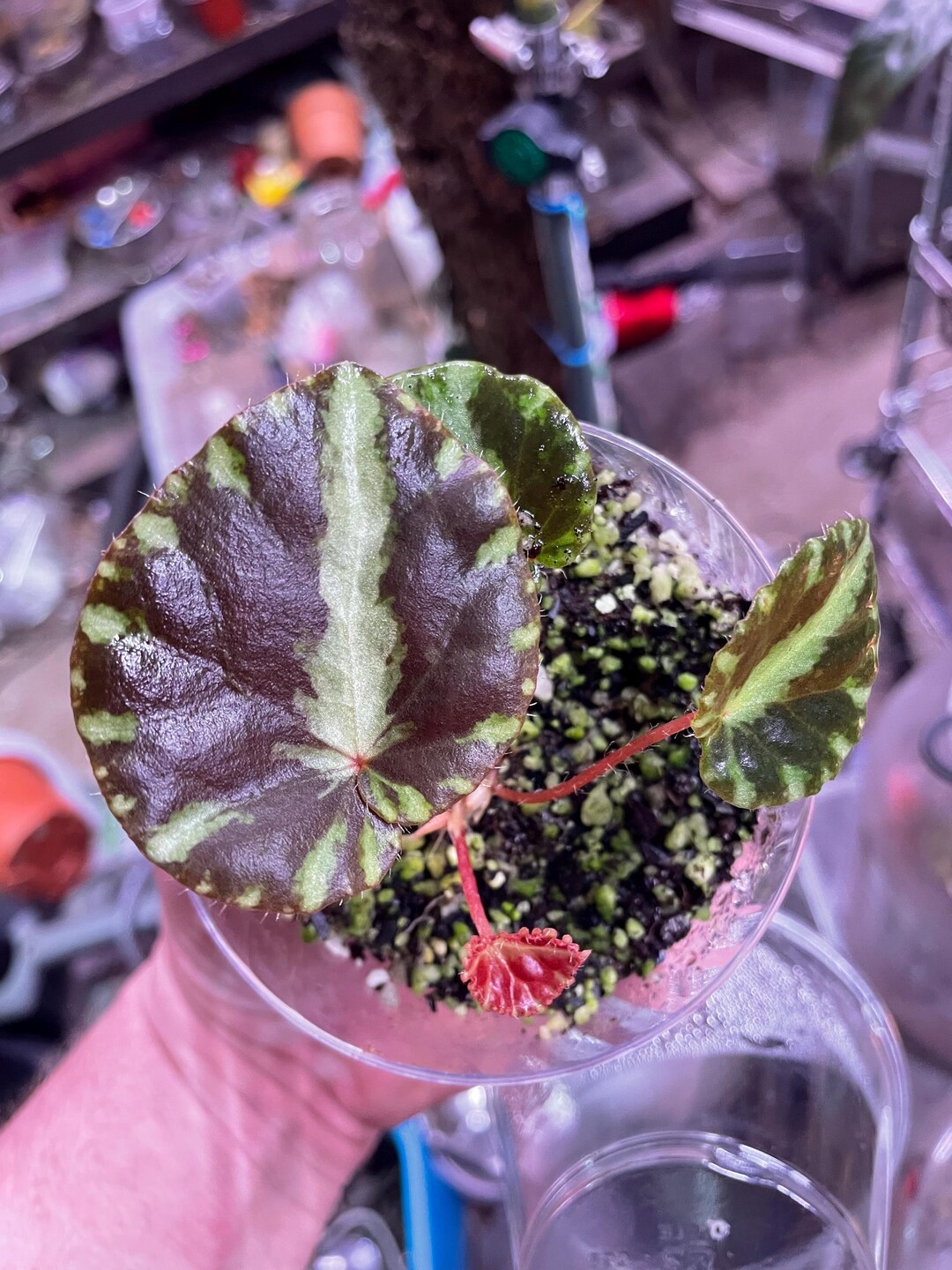 Begonia Cleopatrae Rare Terrarium Begonia - Etsy