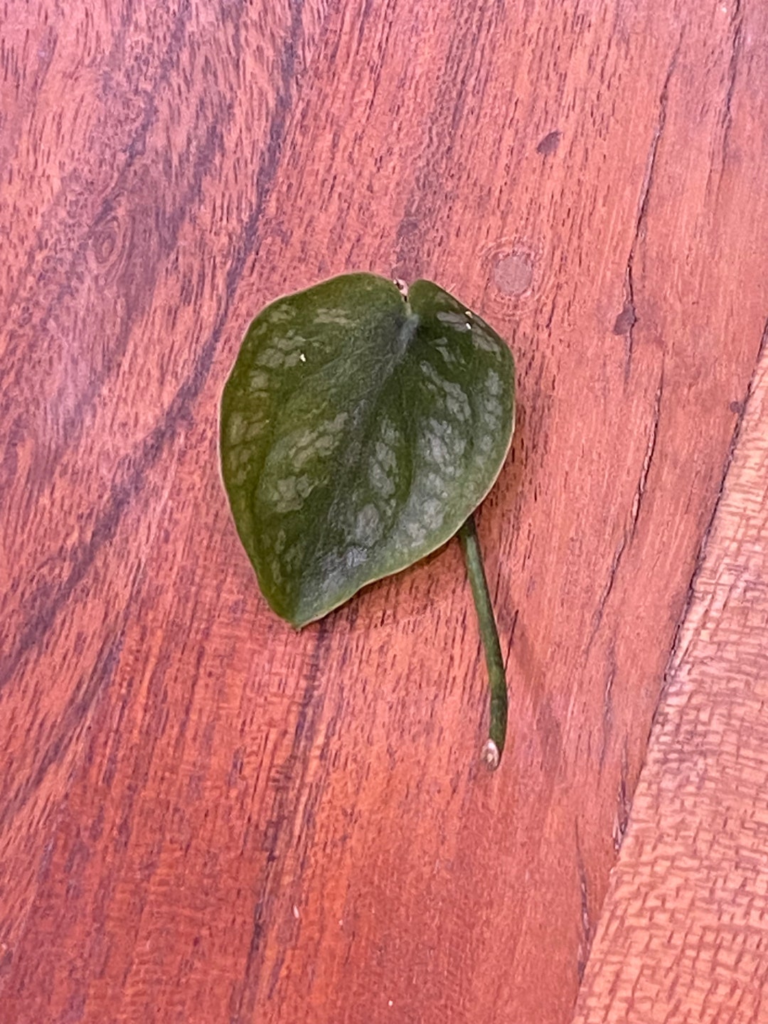 Monstera Dubia Cutting (single Leaf Internode Unrooted Cutting) - Etsy