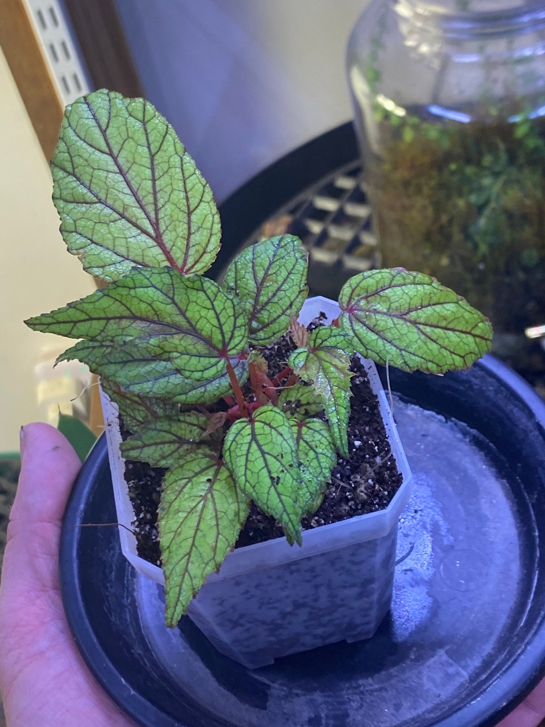 Begonia Abdullahpieei endangered and Exteemly Rare - Etsy