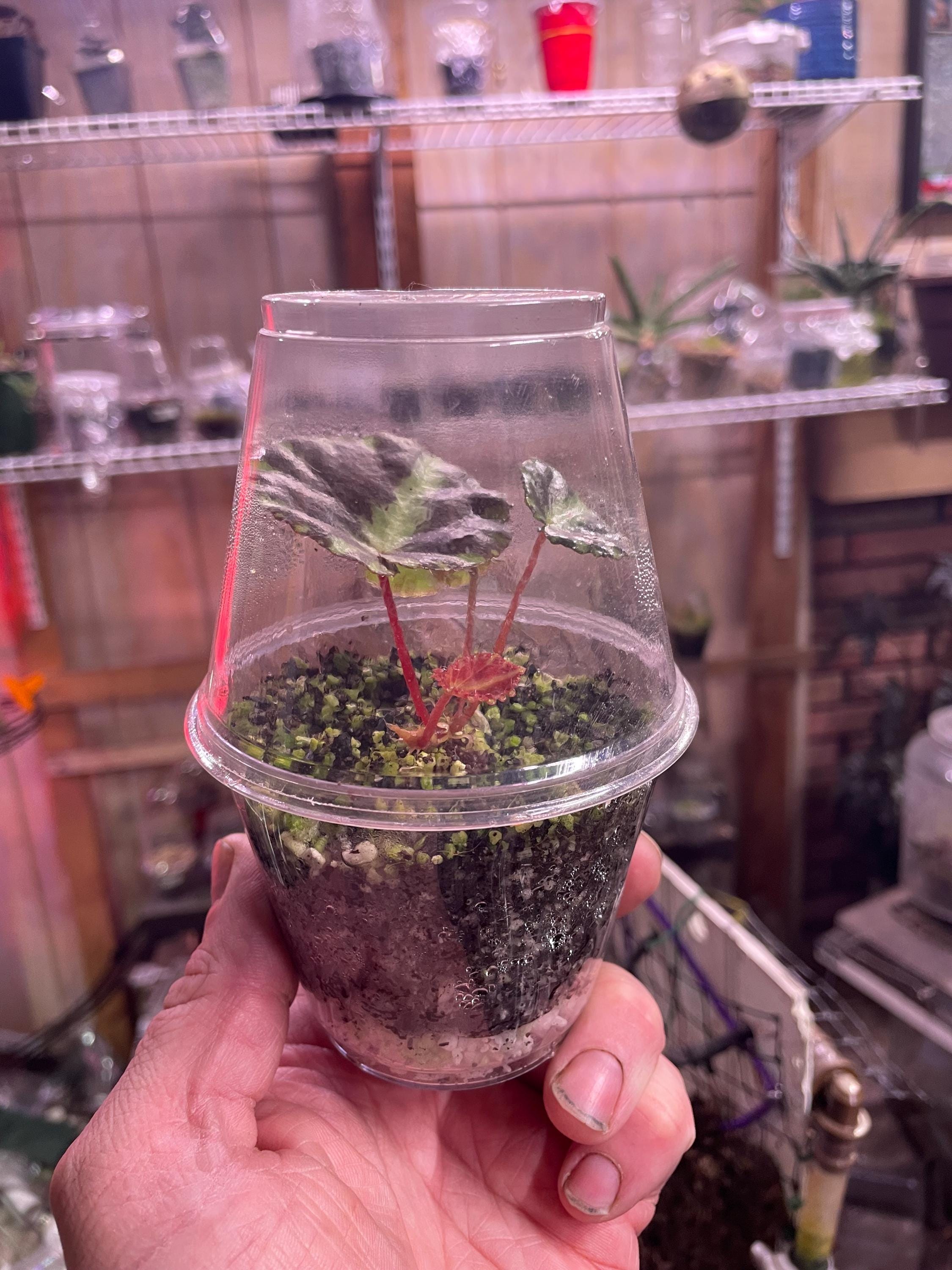 Begonia Cleopatrae Rare Terrarium Begonia - Etsy
