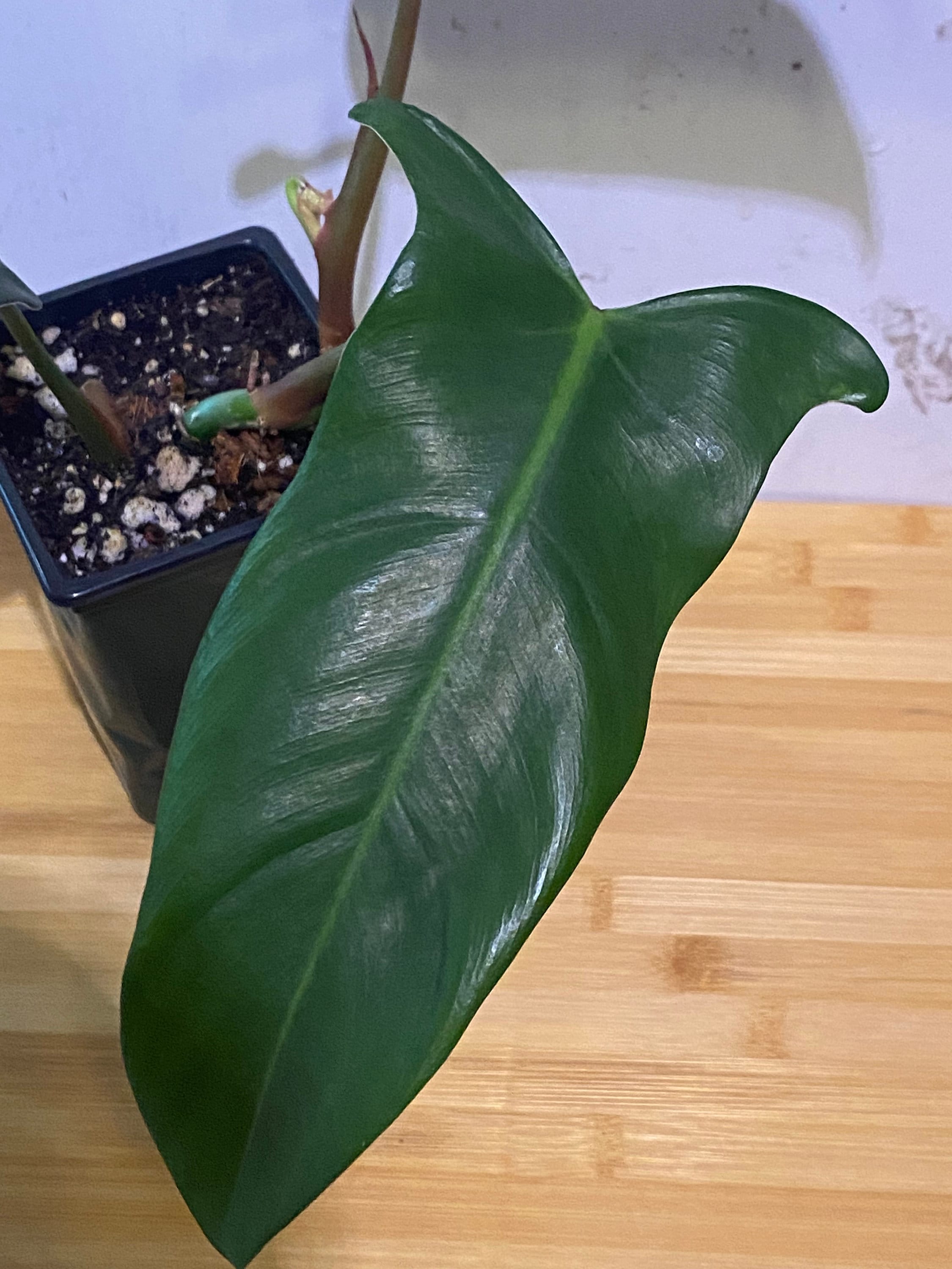 Philodendron MEXICANUM Exact Plant - Etsy