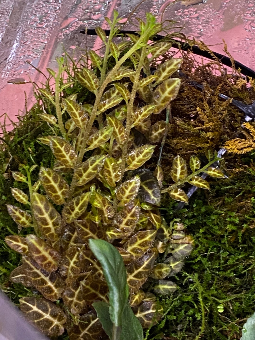 Solanum Sp. ‘ecuador’ CUTTING - Etsy