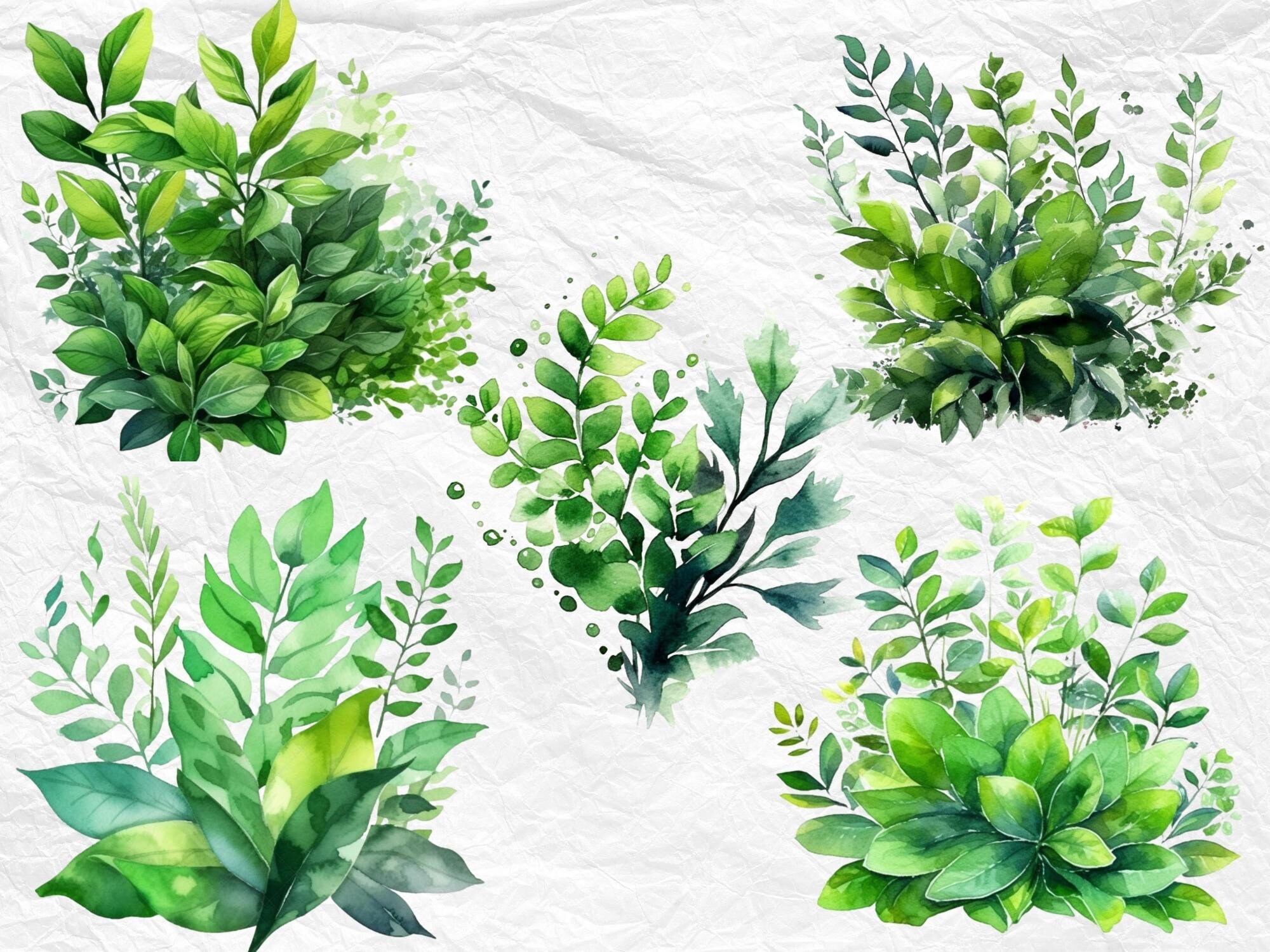 Watercolor Green Plants Clipart, Greenery Clip Art, Transparent PNG ...