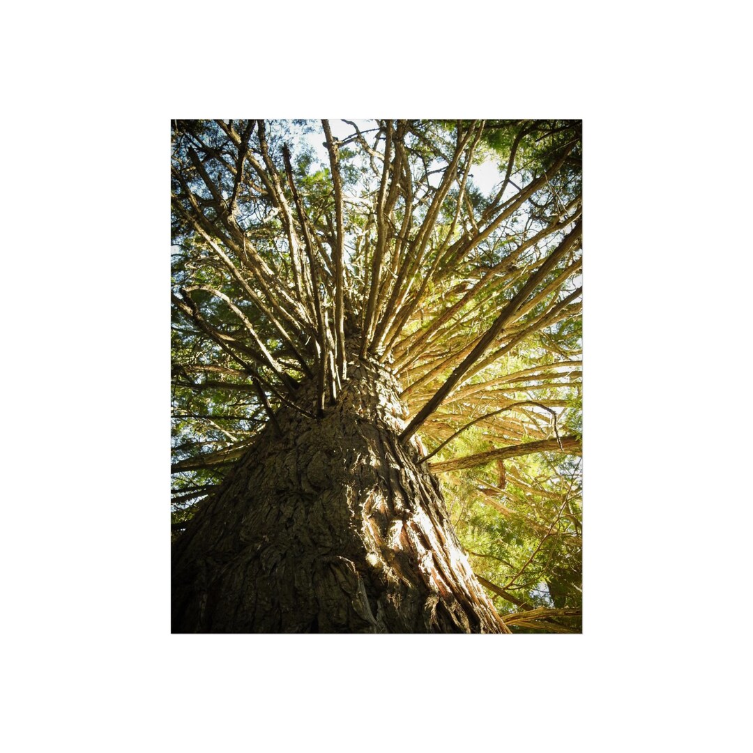 Cedar Tree Poster, Nature Wall Art, Botanical Prints, Tree Artwork ...