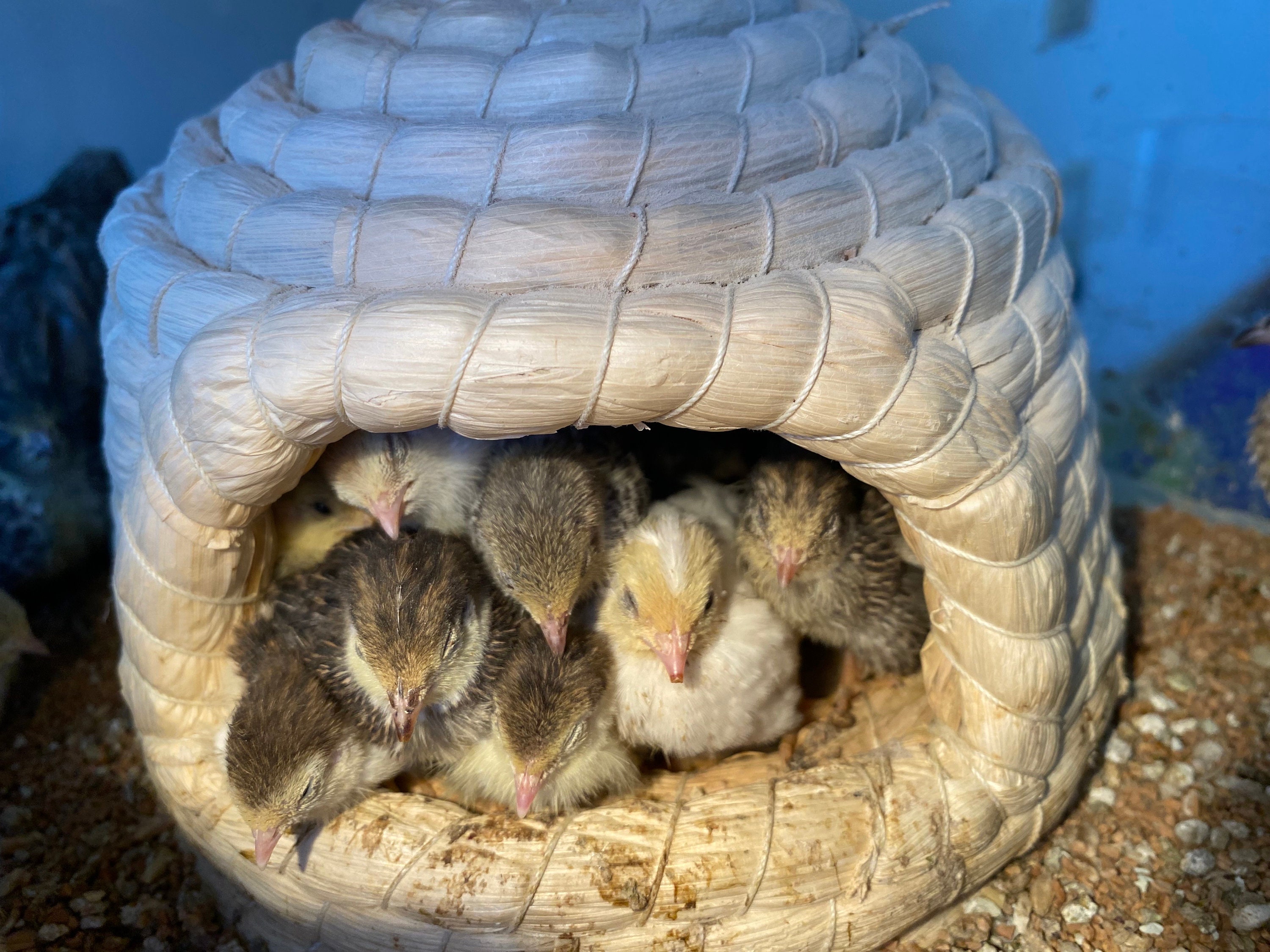 Button Quail Manure Fertilizer / Chicken Manure Fertilizer Covered With ...