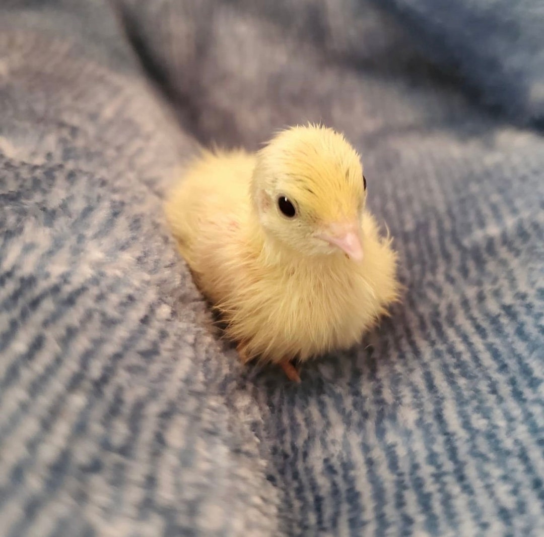 What I Wish I Knew Before Getting Backyard Chickens / Button Quails ...