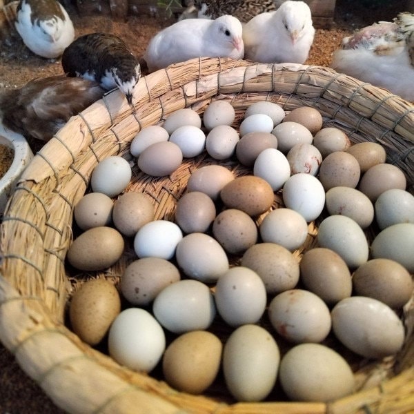 Premium Unfertilized Button Quail Eggs Perfect for Pet Food African Egg Eating Snake Treat ...