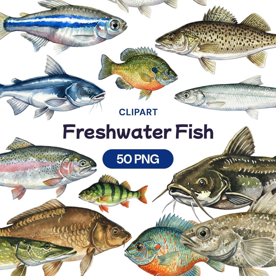Freshwater Fish Clipart, 50 Watercolor River Lake PNG, Bass Trout ...