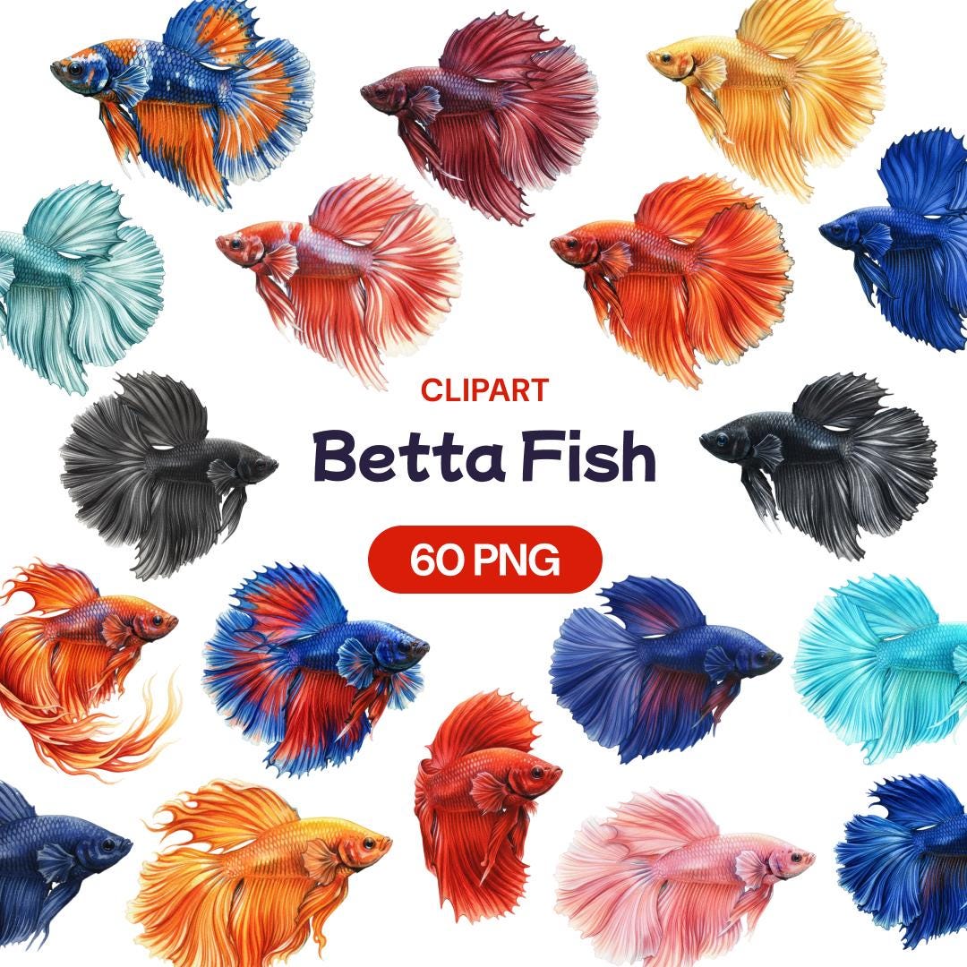 Betta Fish Clipart, 60 Watercolor Siamese Fighting Fish PNG, Colorful ...