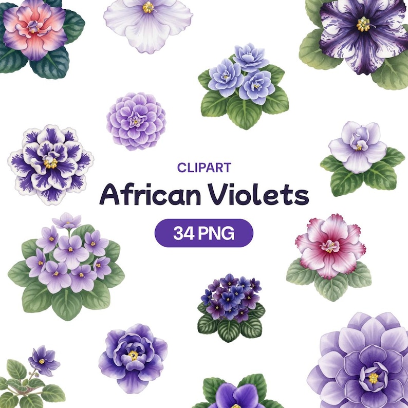 African Violet Clipart, Purple Flower PNG, Indoor Houseplant Bundle ...