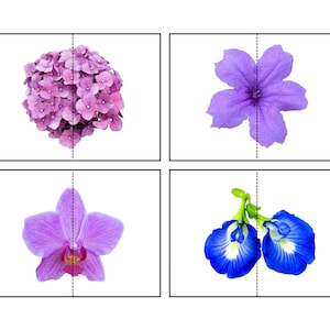 40 Real Flowers Matching Game for Kids, Symmetry Puzzle,match Picture ...