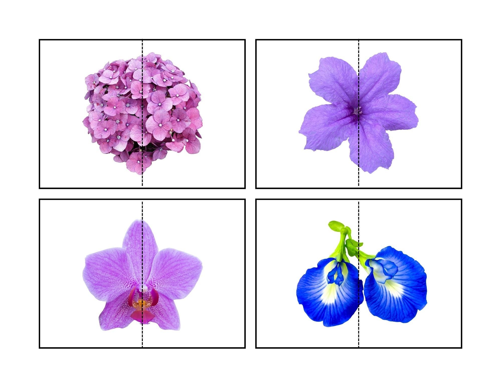 40 Real Flowers Matching Game for Kids, Symmetry Puzzle,match Picture ...